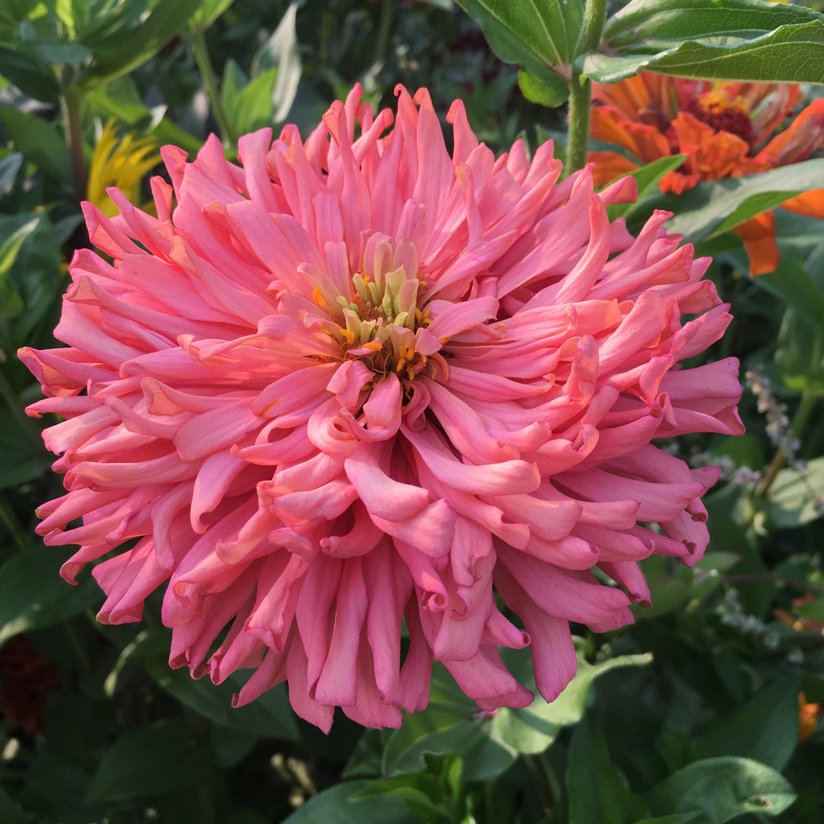Zinnia, Cactus Flowered – Snake River Seed Cooperative