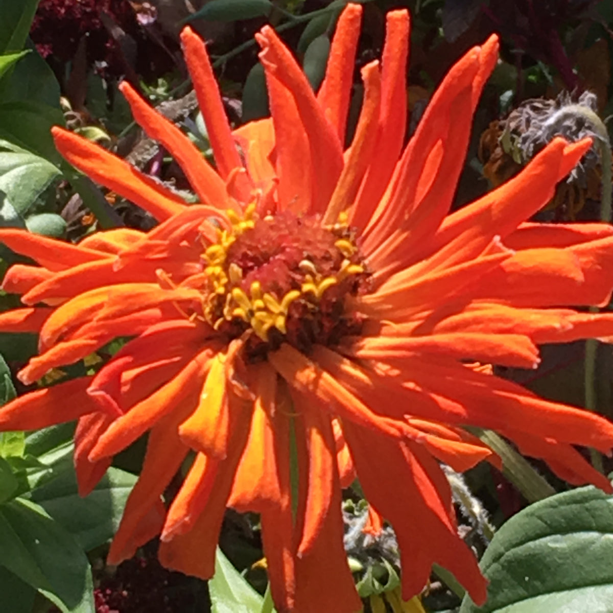 Zinnia, Cactus Flowered – Snake River Seed Cooperative