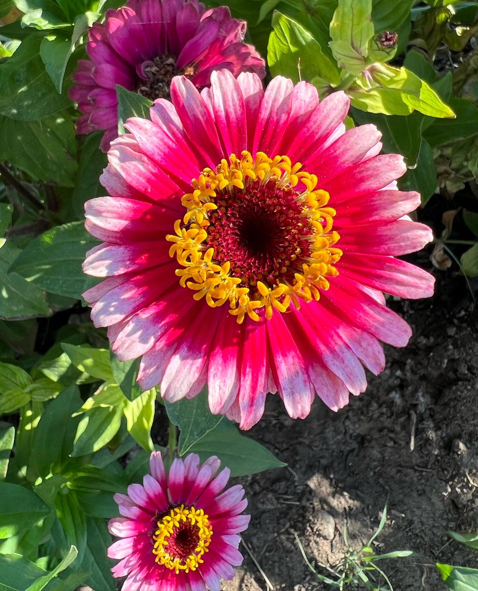 Zinnia, Whirlygig Mix – Snake River Seed Cooperative