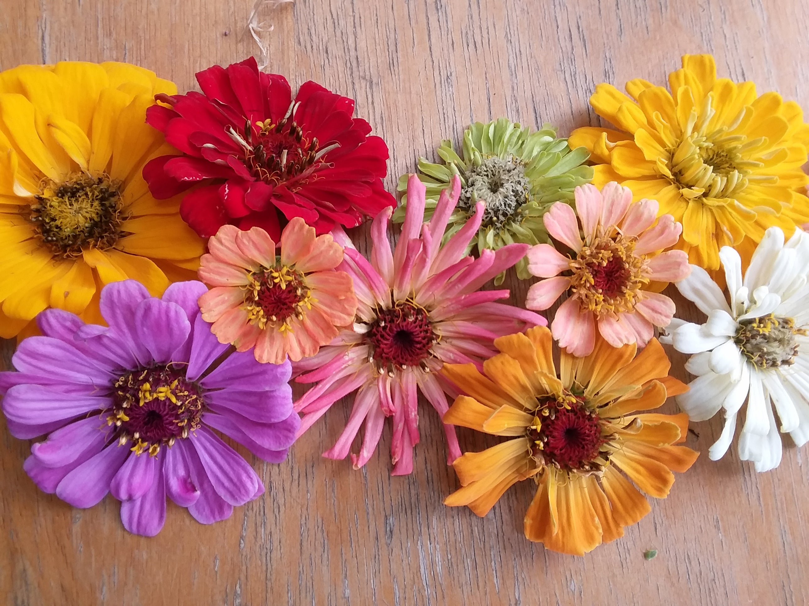 Zinnia Mania Mix! – Snake River Seed Cooperative