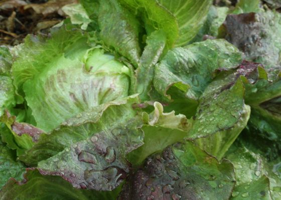 Lettuce, Red Iceberg – Snake River Seed Cooperative