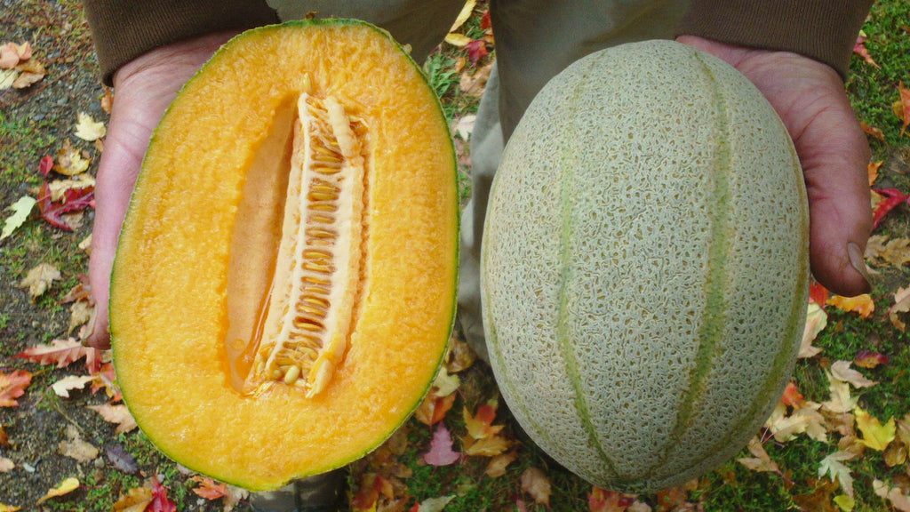 cantaloupe melon